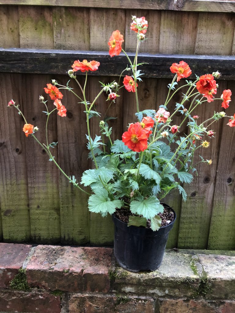 Geum “Scarlet Tempest” | Forest Plants and Trees - Selling Plants and ...