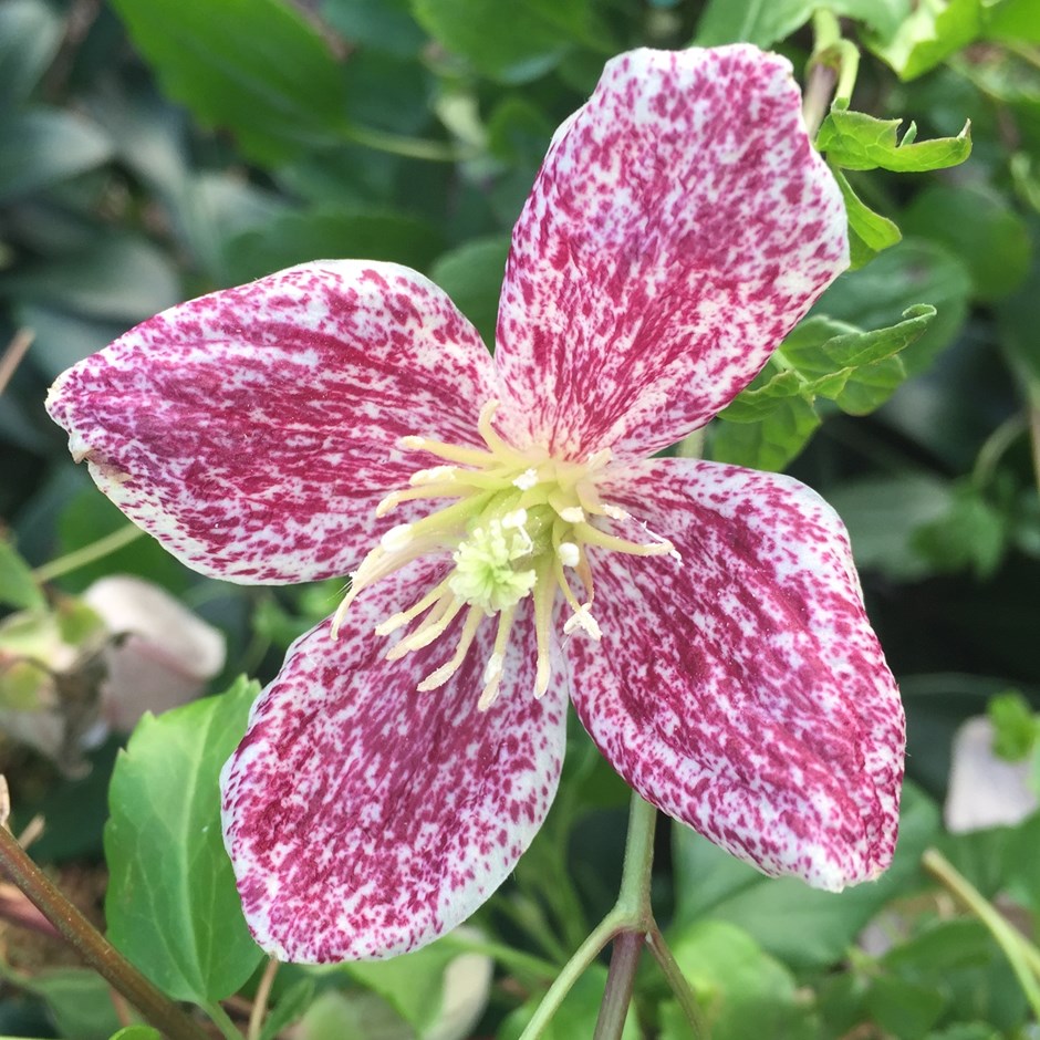 Clematis "Freckles" | Forest Plants and Trees - Selling Plants and ...
