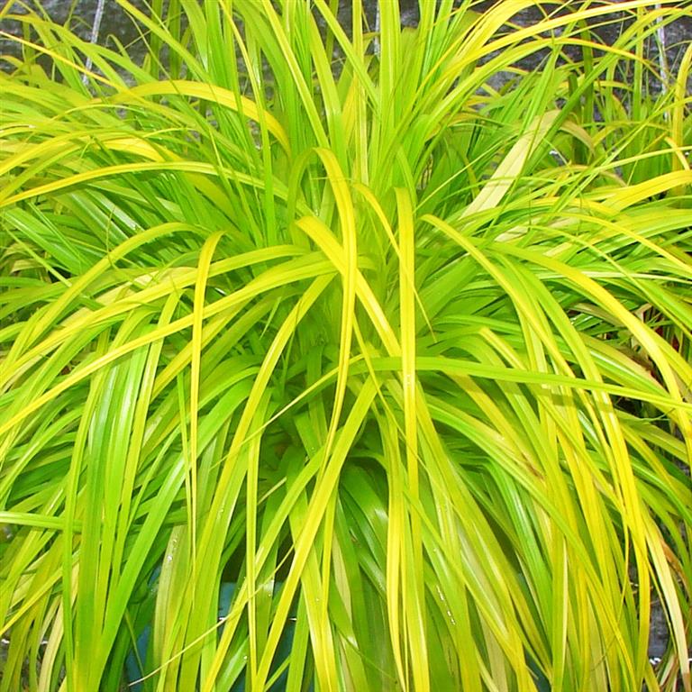 Carex Oshimensis "Everillo" | Forest Plants and Trees - Selling Plants ...