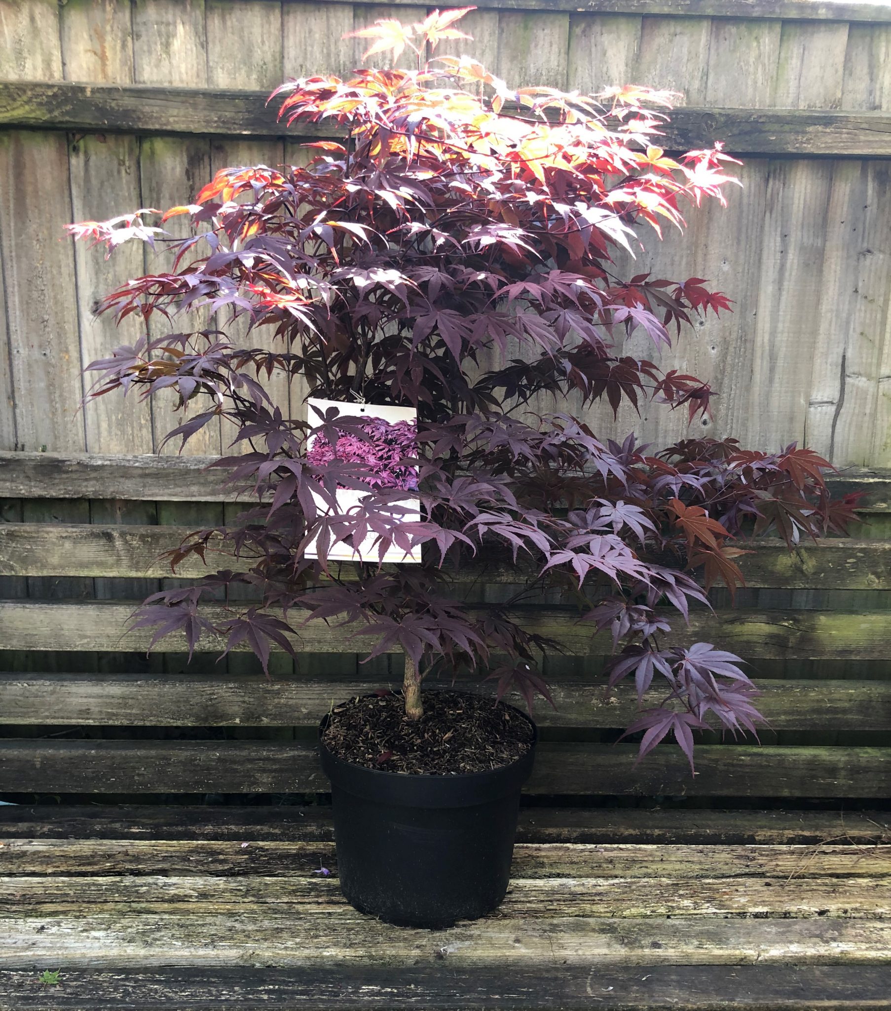 Acer Palmatum “Bloodgood” | Forest Plants and Trees - Selling Plants ...