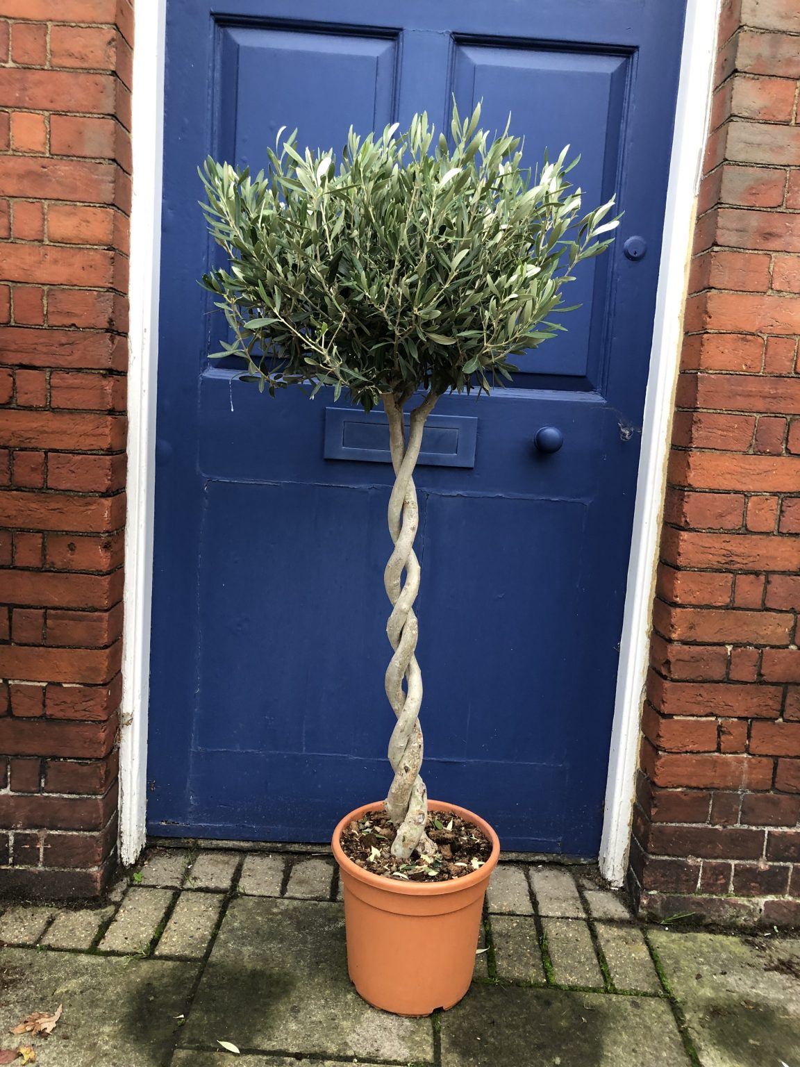 Double Spiral Olive Tree (Olea Europea) | Forest Plants and Trees ...