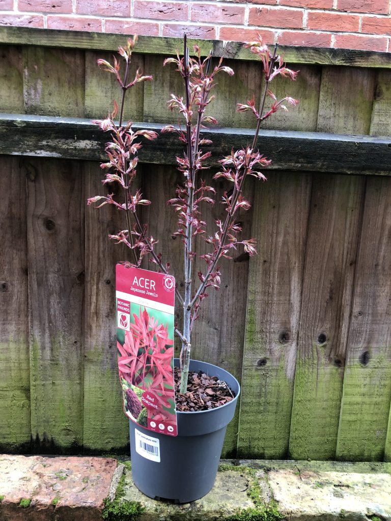 Acer Palmatum “Shaina” | Forest Plants and Trees - Selling Plants and ...