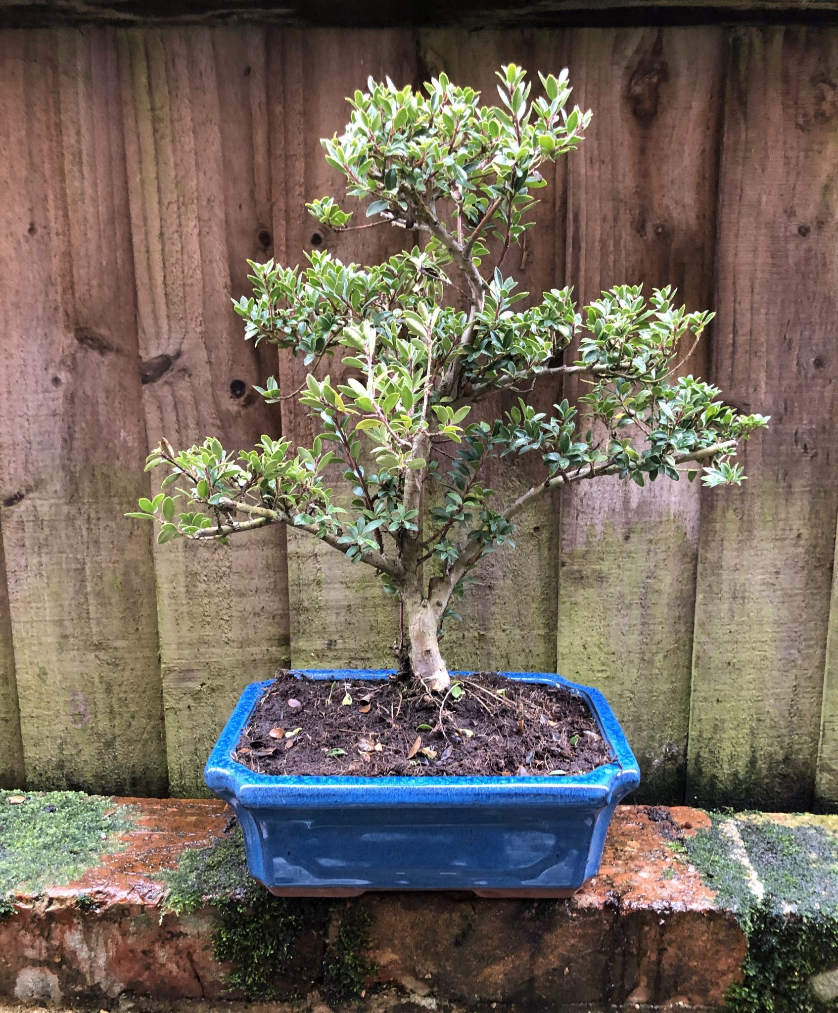 Japanese Holly (Ilex Crenata) | Forest Plants and Trees - Selling ...
