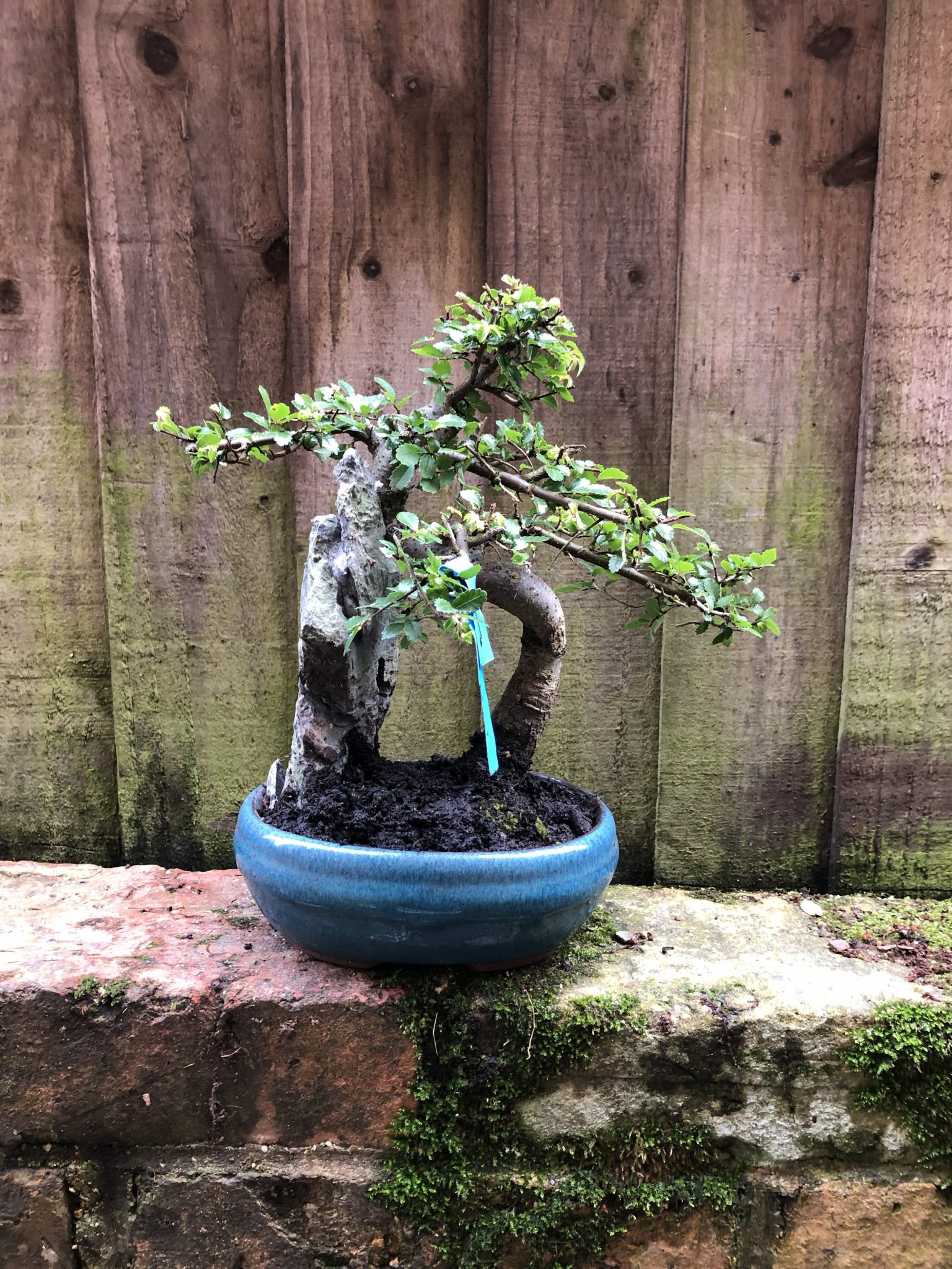 Chinese Elm (Ulmus Parvifolia) + Rock | Forest Plants and Trees ...