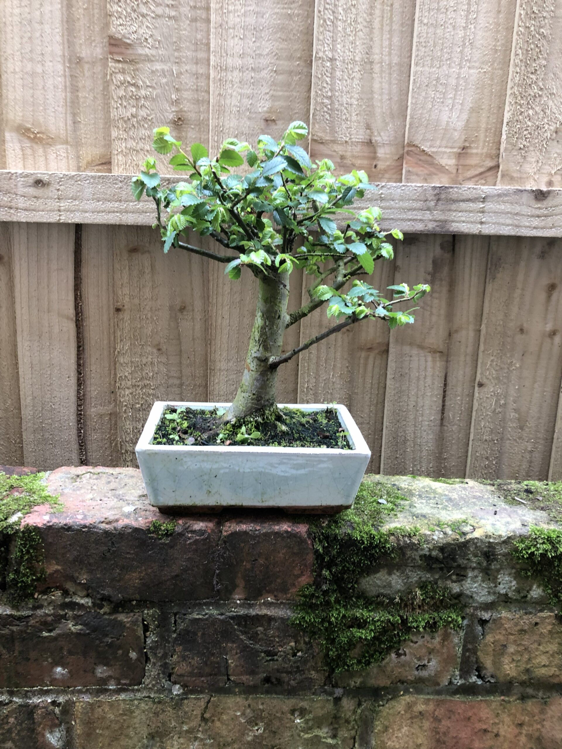 Chinese Elm (Ulmus Parvifolia) | Forest Plants and Trees - Selling ...