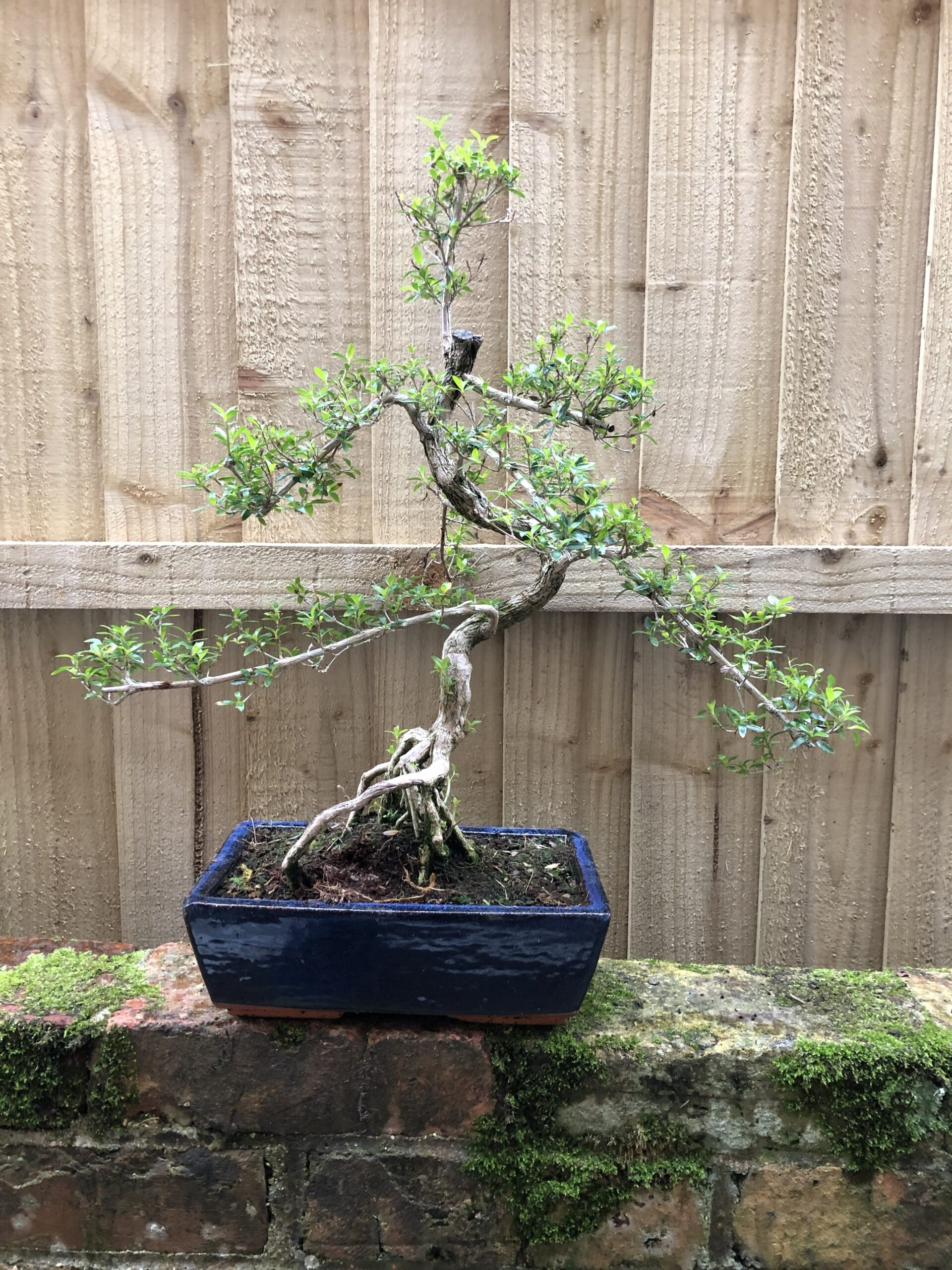 Serissa Foetida (Tree of a thousand stars) | Forest Plants and Trees ...