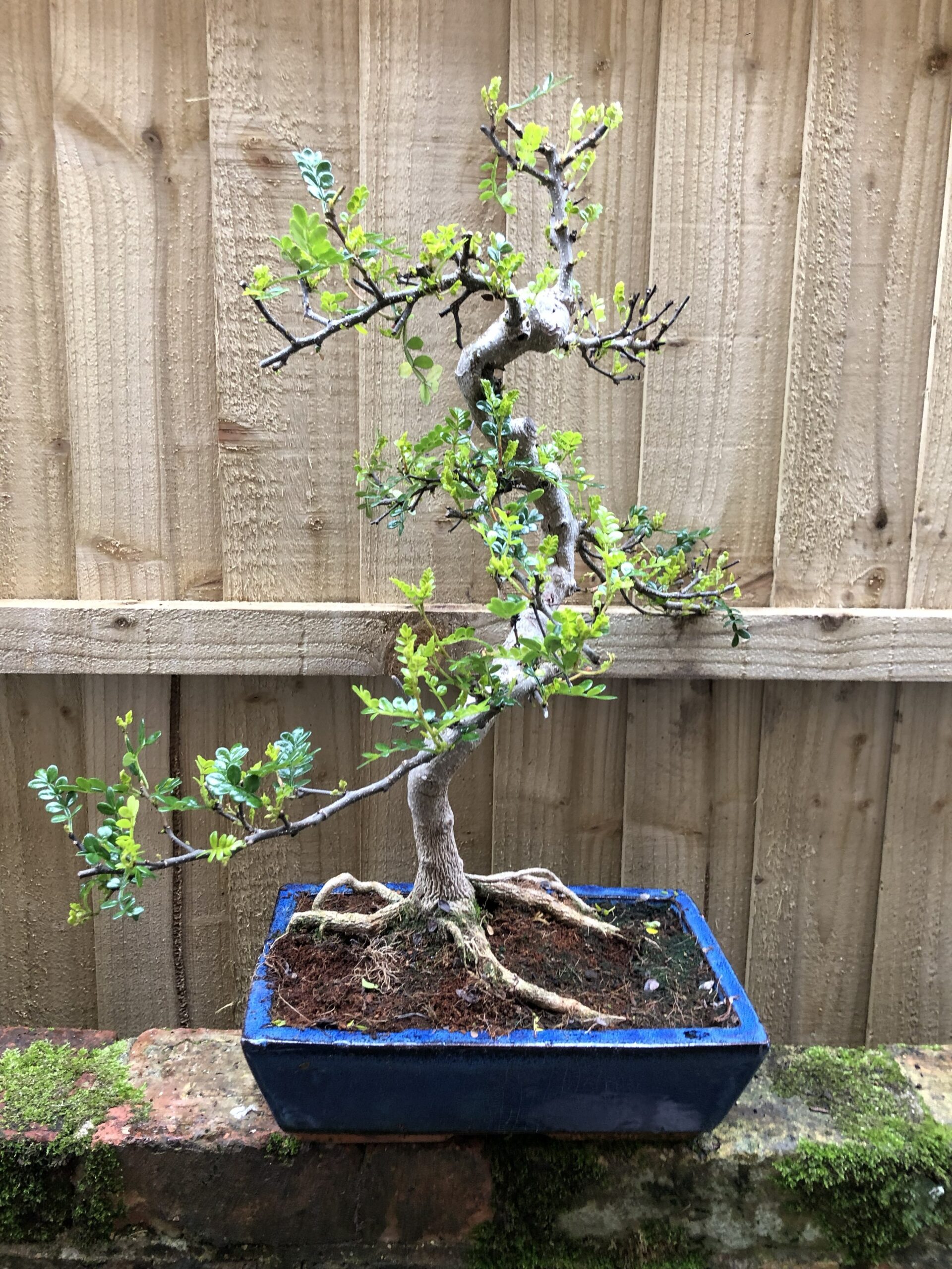 Chinese Pepper Tree (Zanthoxylum Pipertum) | Forest Plants and Trees ...