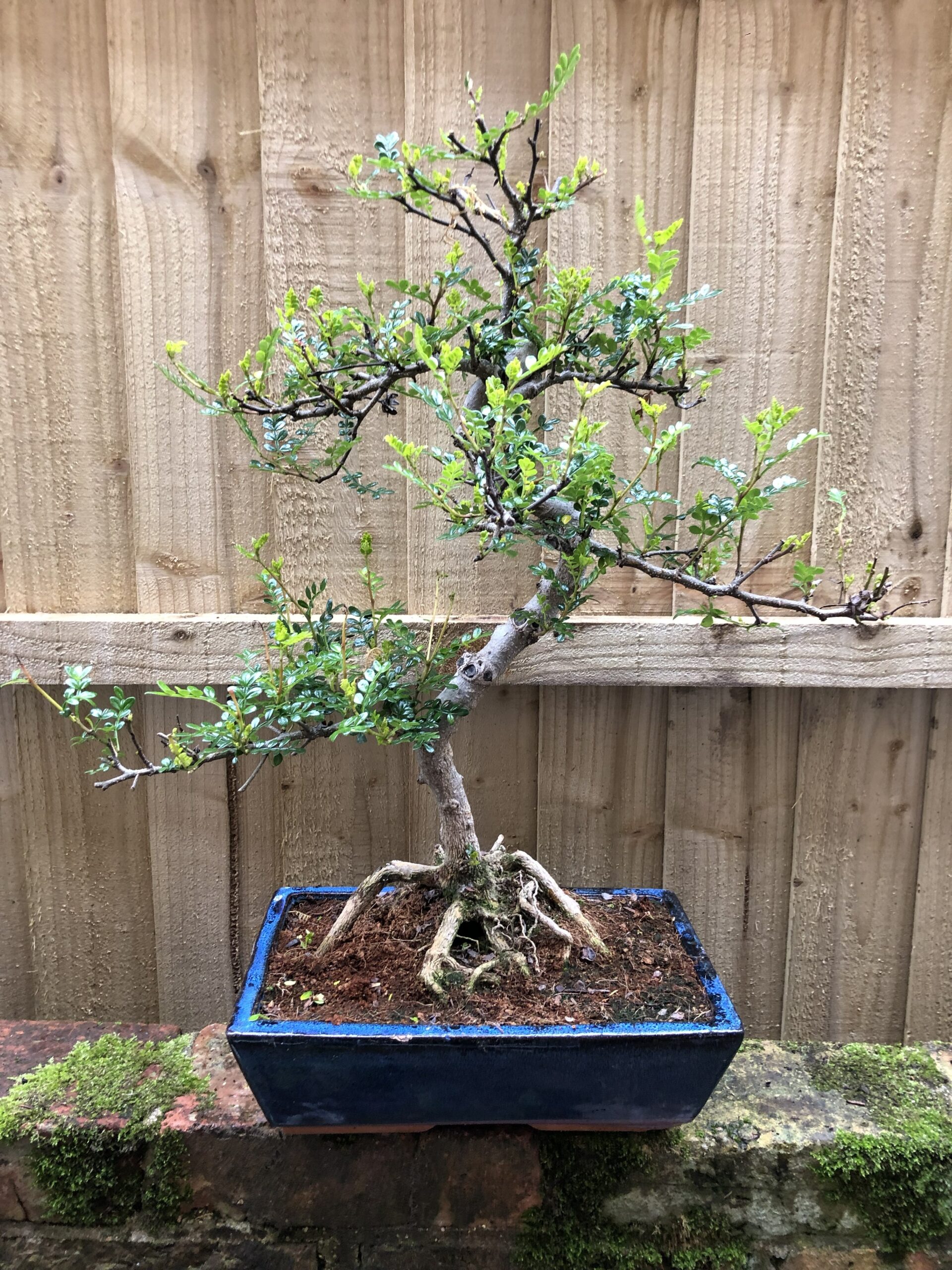 Chinese Pepper Tree (Zanthoxylum Pipertum) | Forest Plants and Trees ...