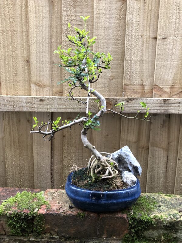 Chinese Pepper Tree (Zanthoxylum Pipertum) + Rock | Forest Plants and ...