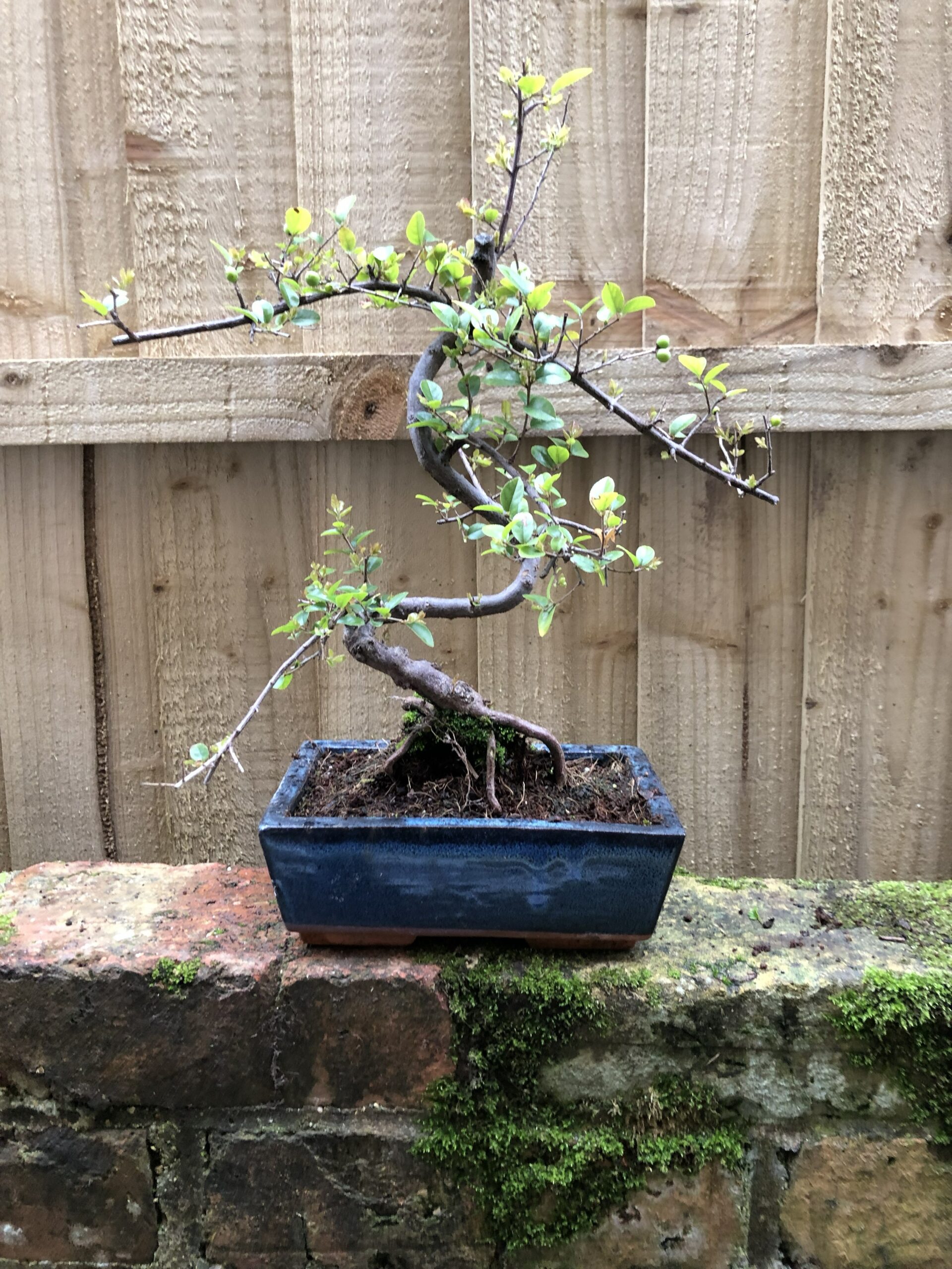 Sageretia (Chinese Bird Plum) | Forest Plants and Trees - Selling ...