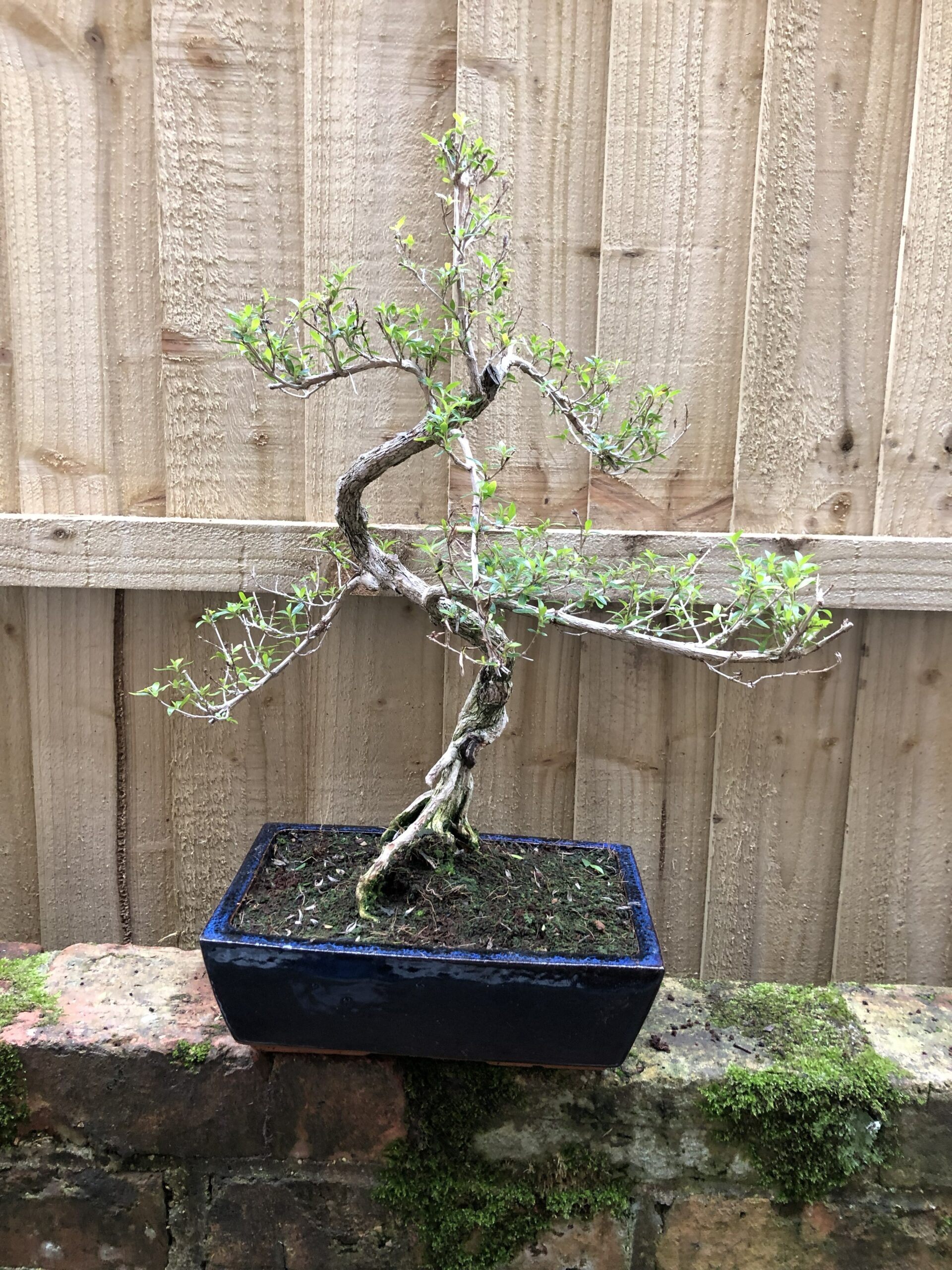 Serissa Foetida (Tree of a thousand stars) | Forest Plants and Trees ...
