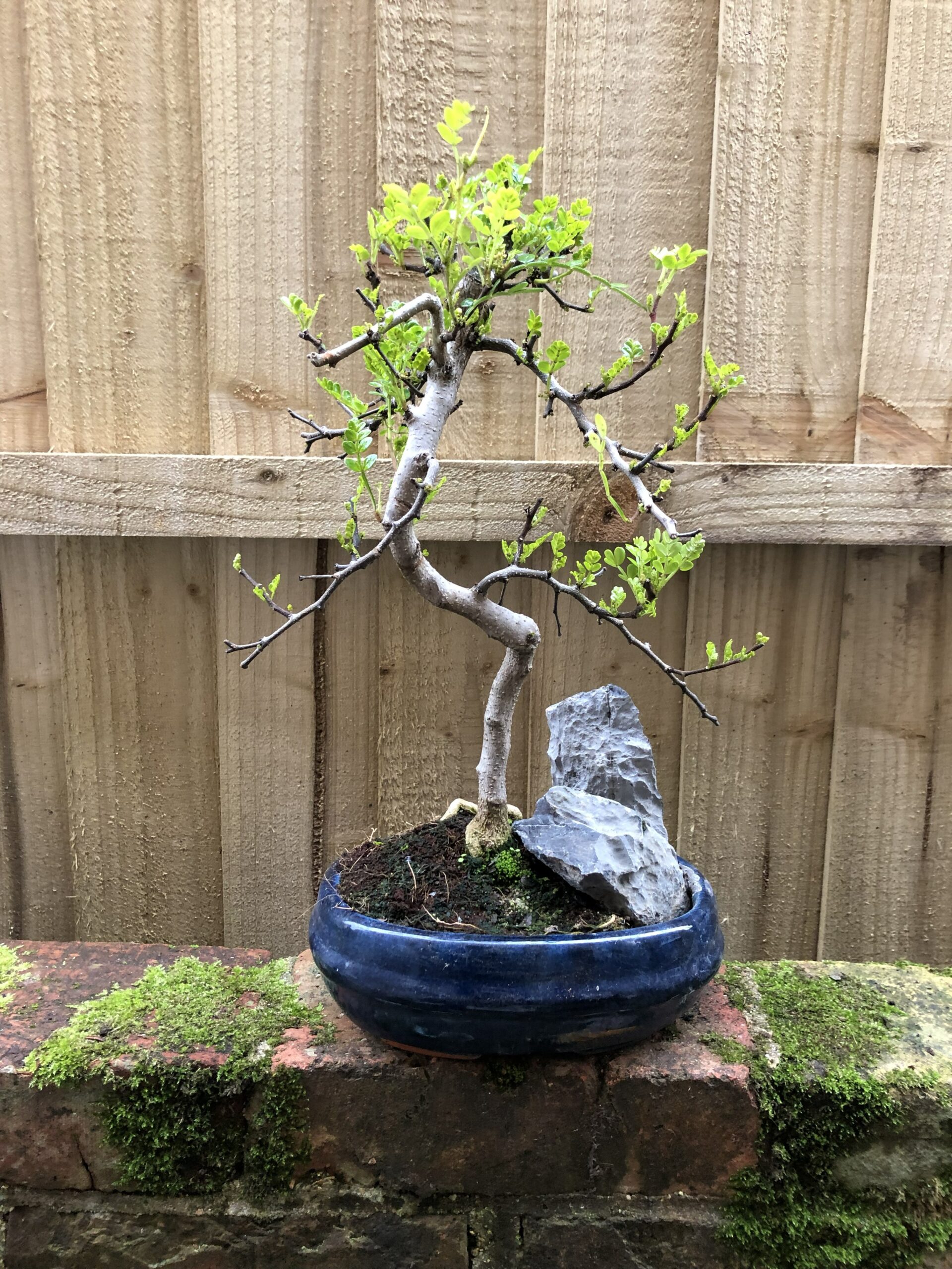 Chinese Pepper Tree (Zanthoxylum Pipertum) + Rock | Forest Plants and ...