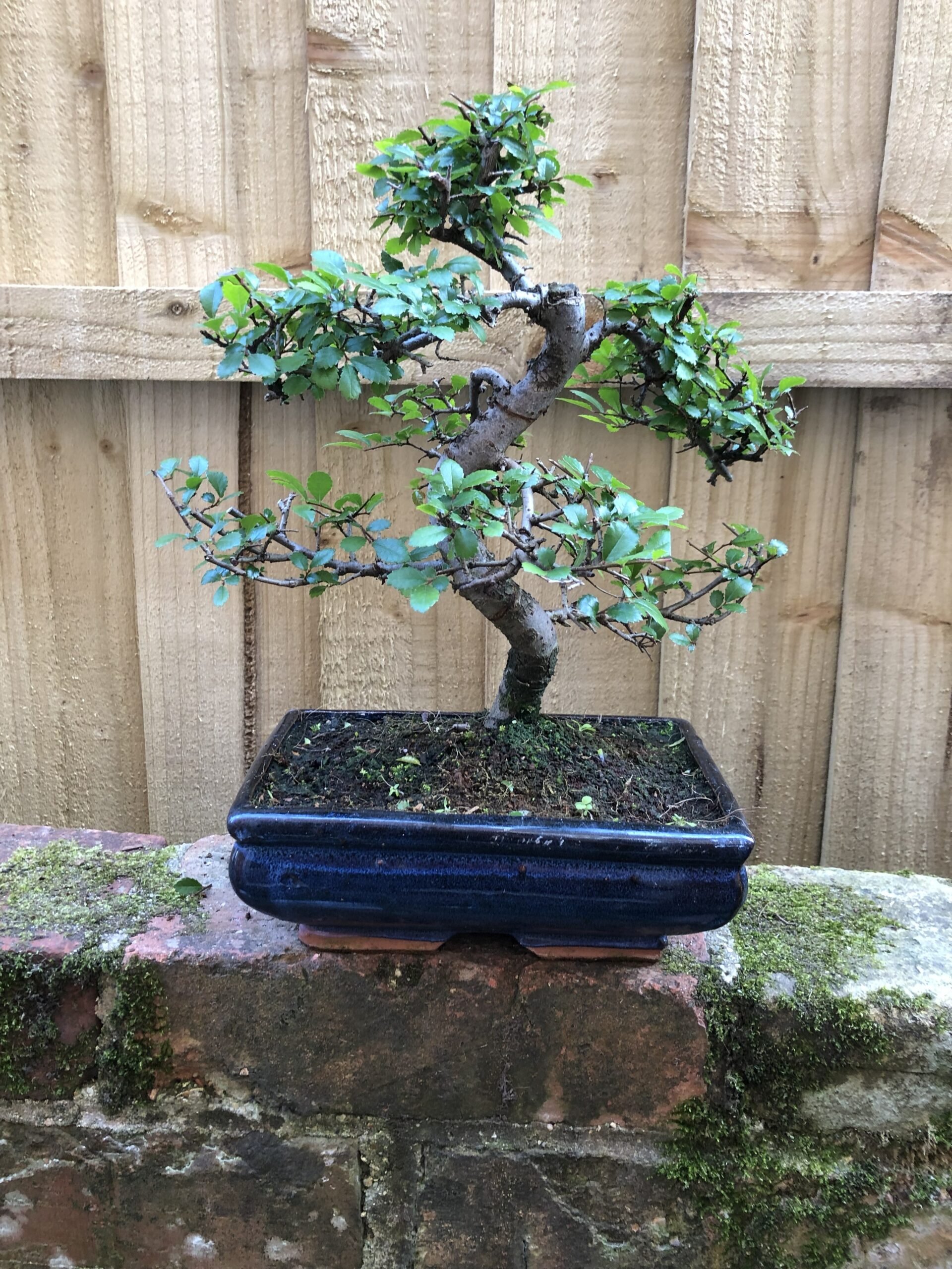 Chinese Elm (Ulmus Parvifolia) | Forest Plants and Trees - Selling ...