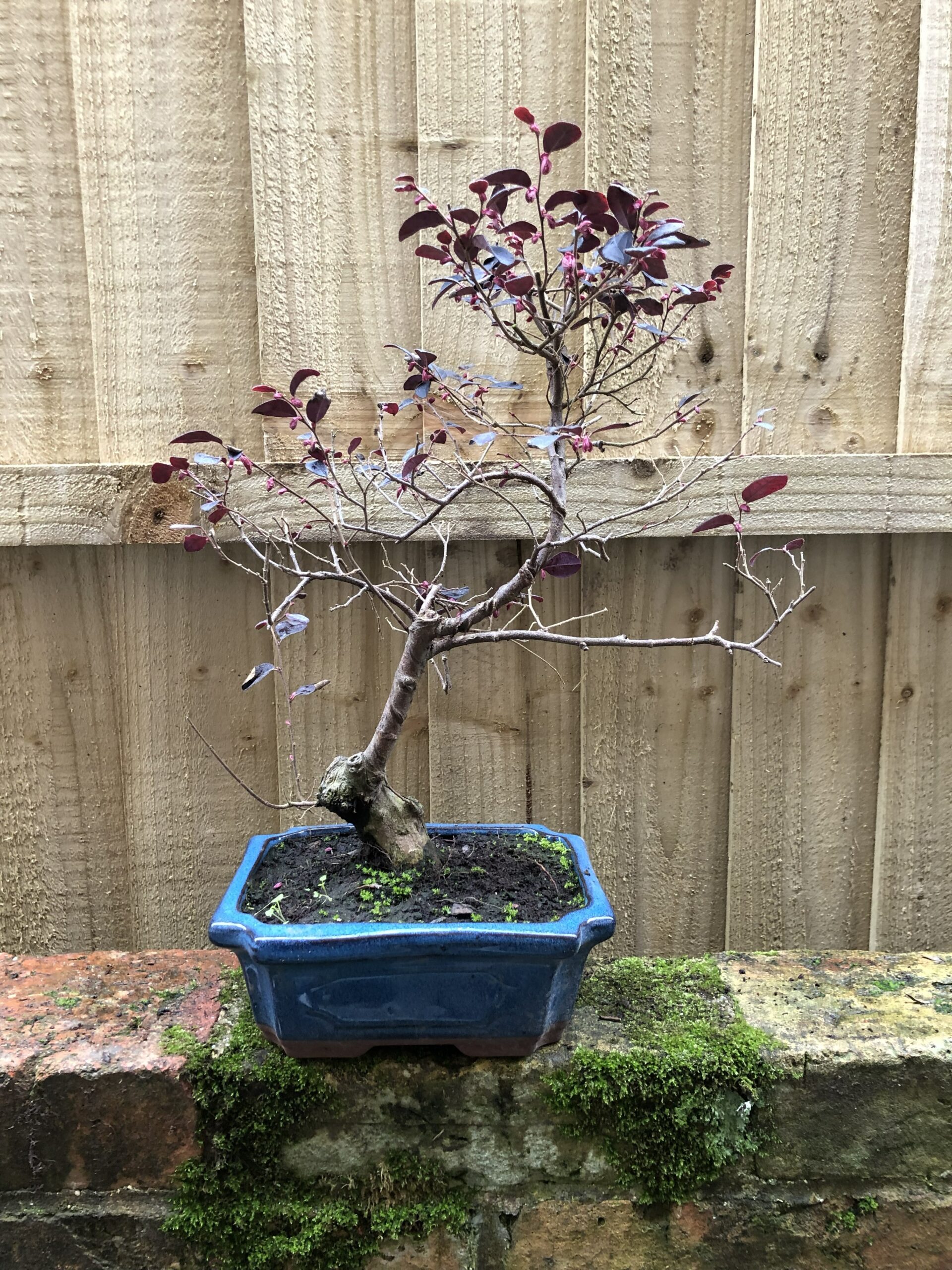 Loropetalum “Chinese Fringe Flower” | Forest Plants and Trees - Selling ...