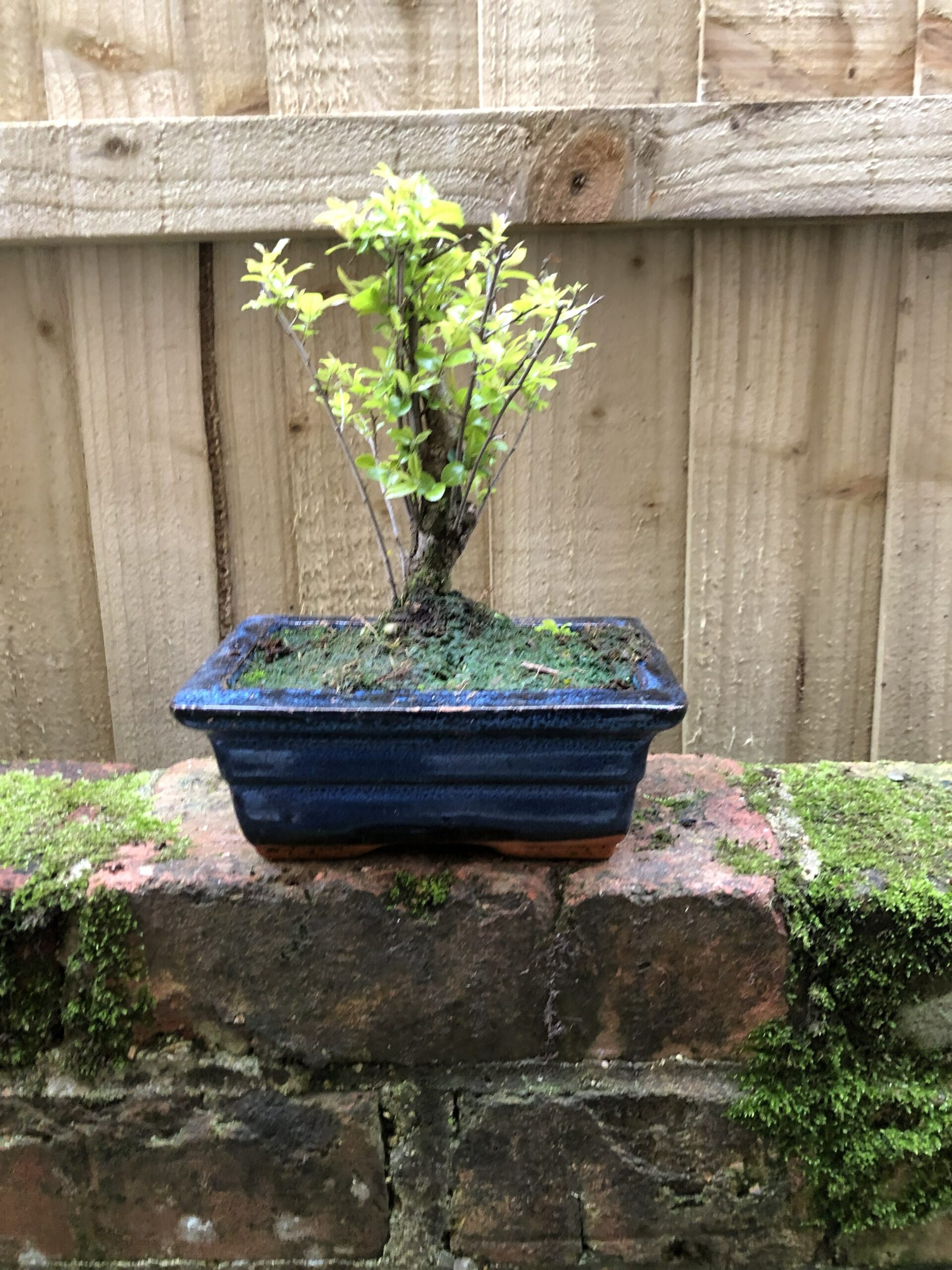 Sageretia (Chinese Bird Plum) | Forest Plants and Trees - Selling ...